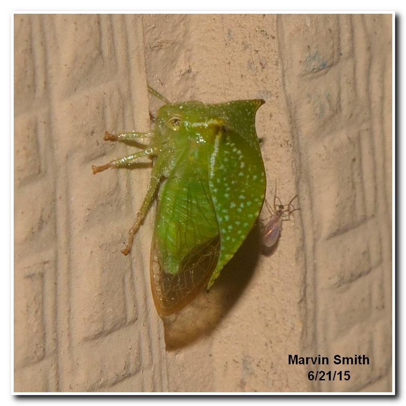 Nature in the Ozarks: Buffalo Treehopper (Ceresa tauriniformis)