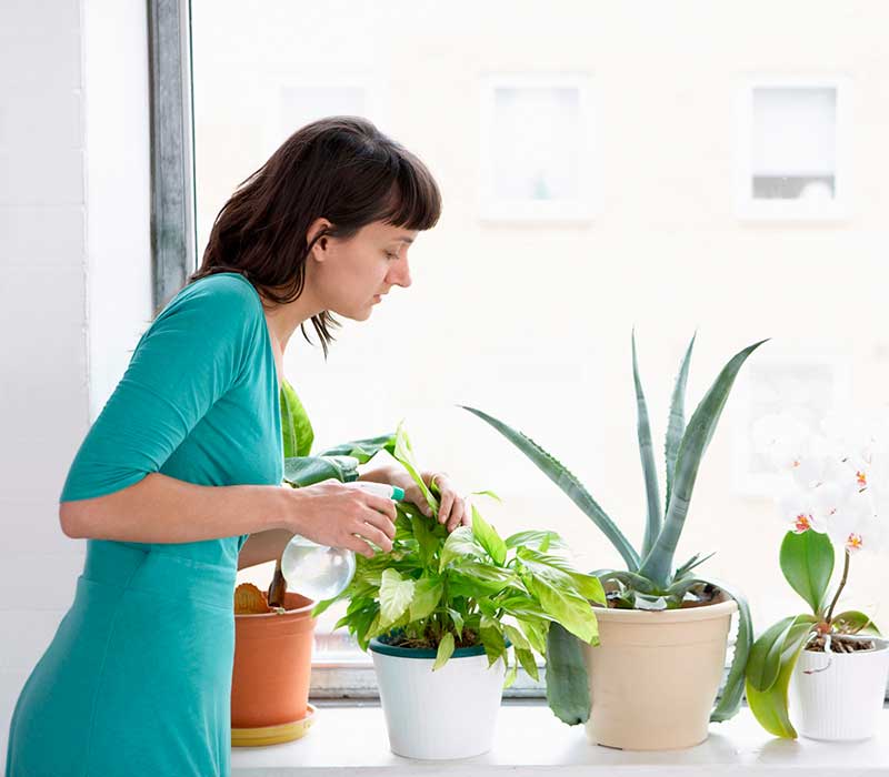 José Simón Elarba Haddad: Eco-tips para el cuidado de tus plantas ...