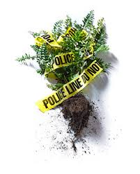 Linda Shenton Matchett: Forensic Friday: Botany