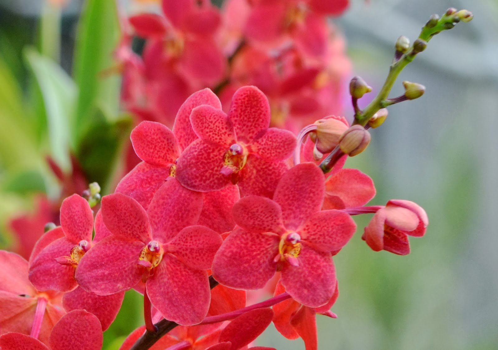 4 da Love of Orchids: Kagawara Christie Low at Orchid Park, Kuching
