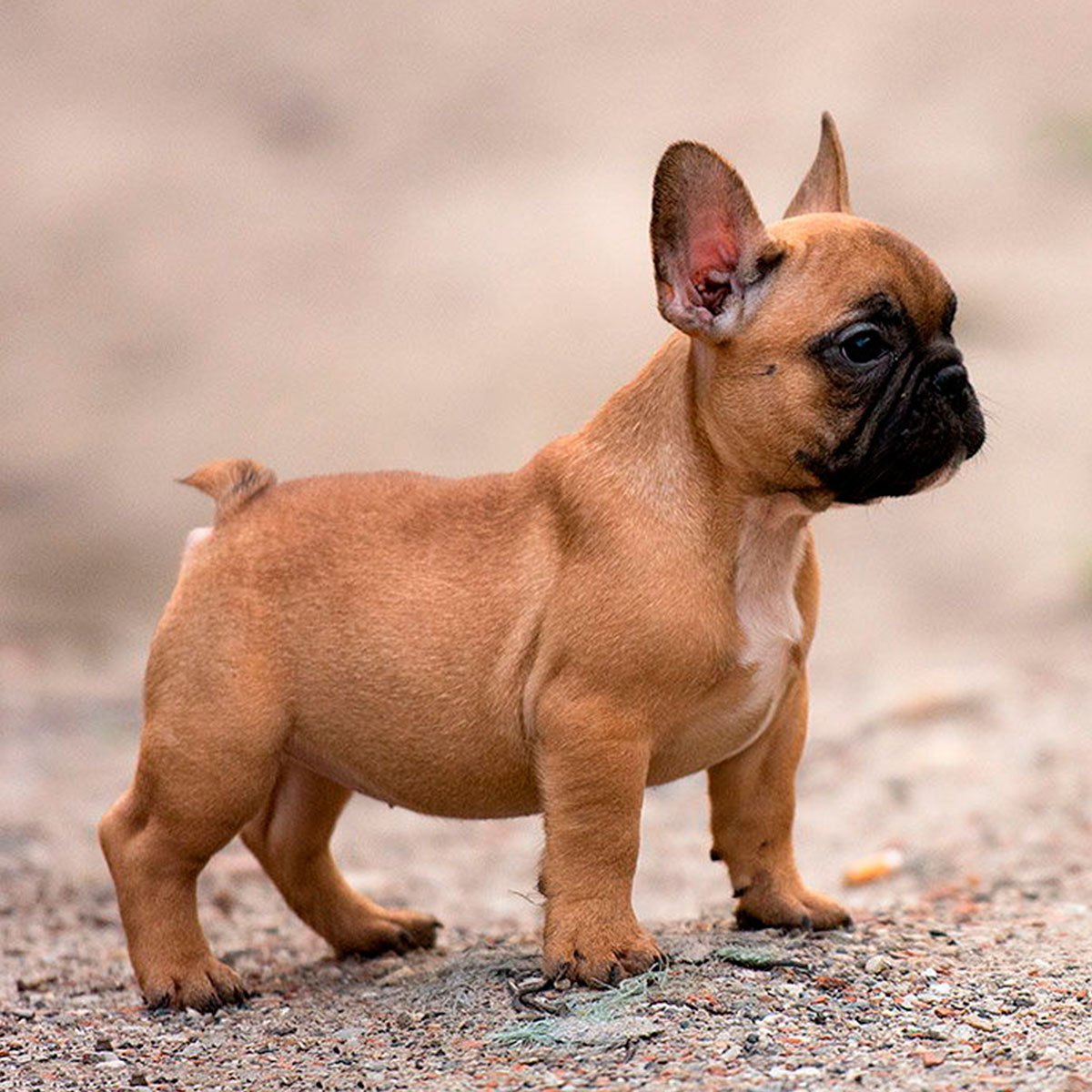 Todo Sobre Mascotas: Las razas de perro con más problemas de cadera