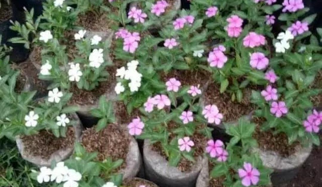 Supplier Pohon Hias Bunga Tapak Dara Tanaman Terlaris Samarinda - Kenzo ...