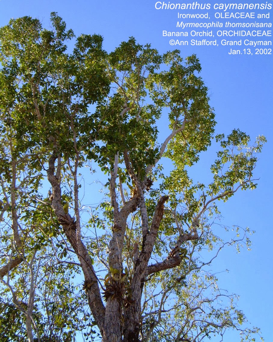 CaymANNature: Cayman PLANTS