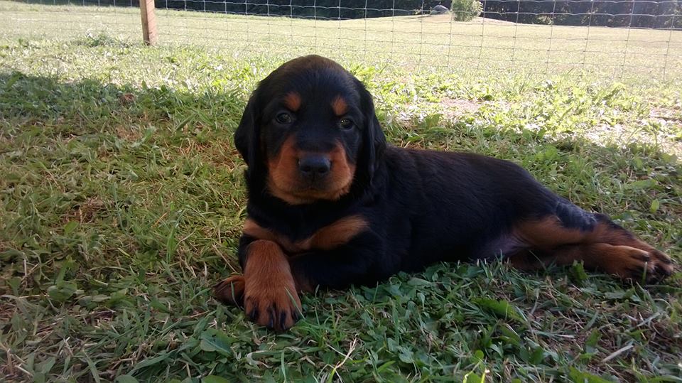 Kennel Østjylland Gordon Setter + en Engelsk Setter