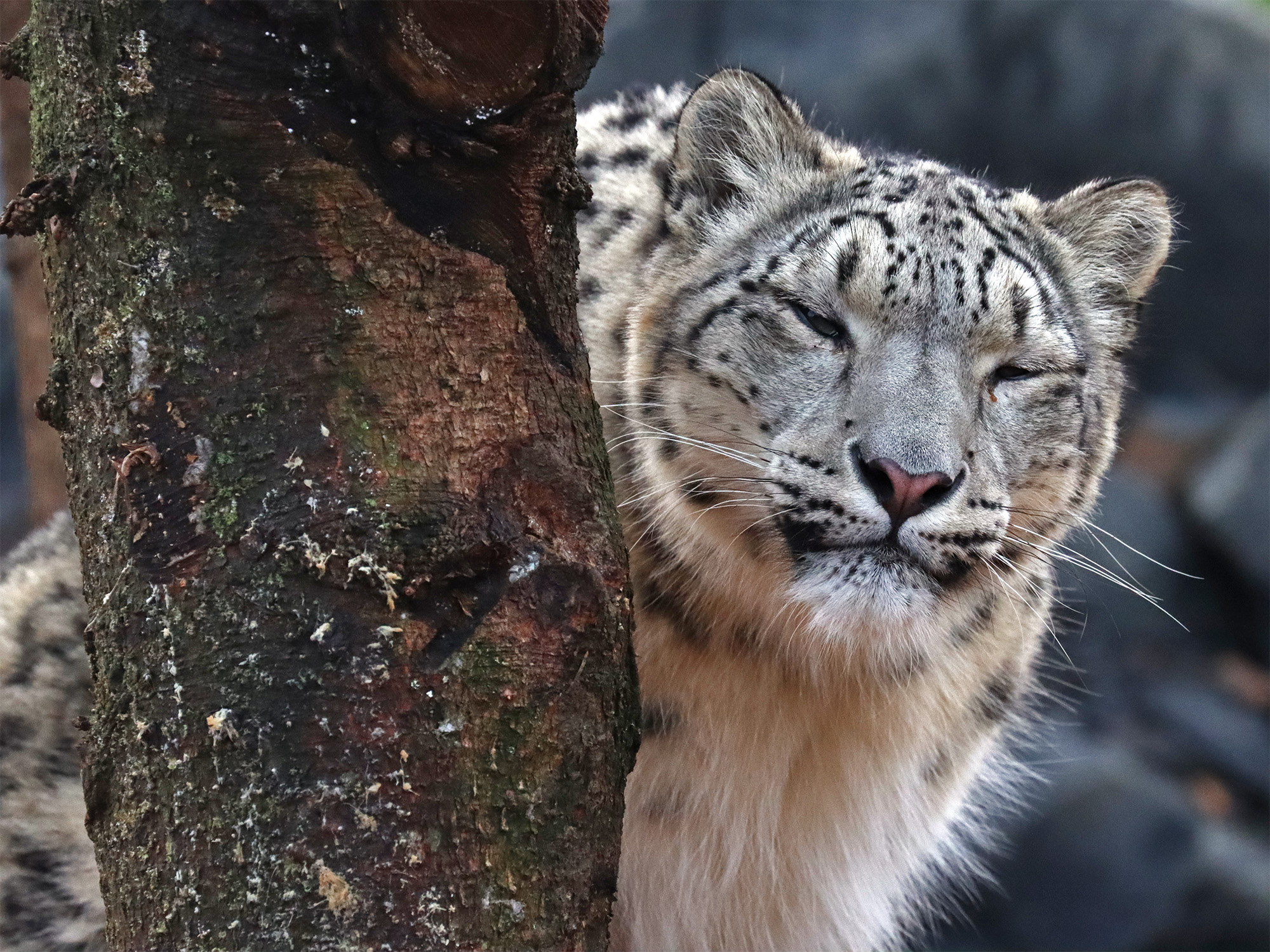 Northumberland Country Zoo Review (with a pushchair) | North East ...