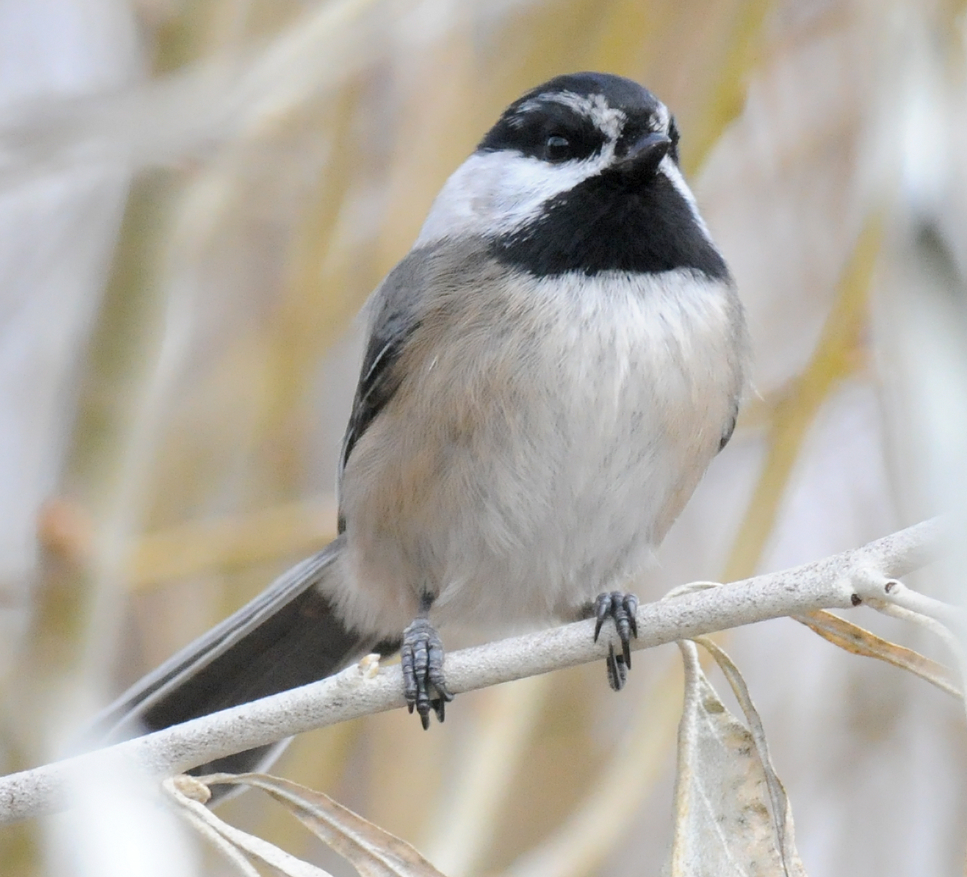 Bird Hybrids: June 2014