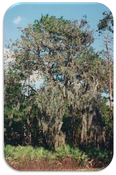 STORYWRAPS: "Yara's Tawari Tree" - a bookwrap