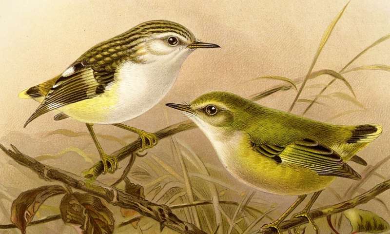 New Zealand wren DNA analysis reshapes geological theory - Geology In