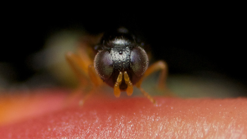 ムシをデザインしたのはダレ？: ツヤコバチ科 ( Aphelinus sp. ) 産卵 その2