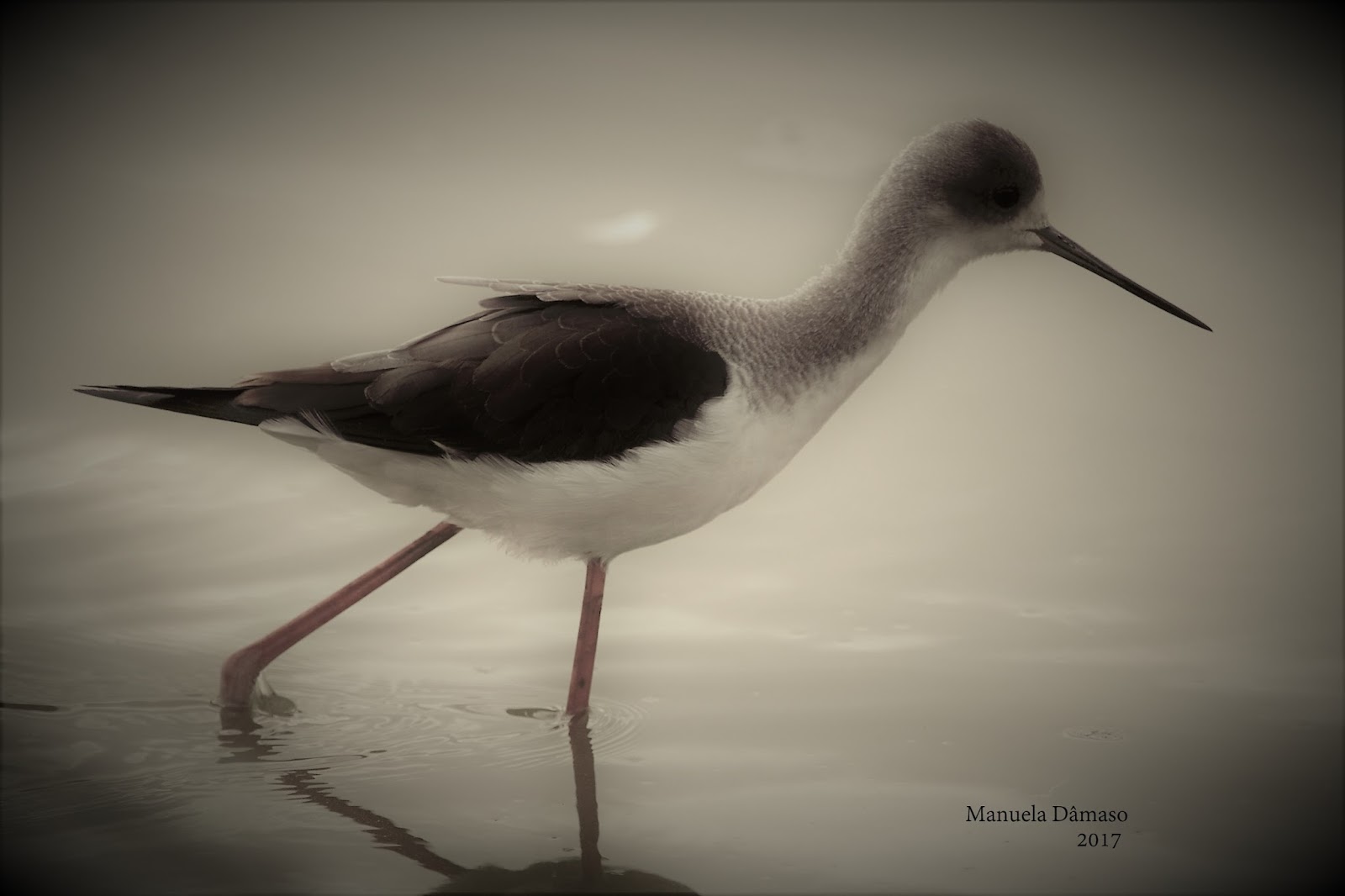 Voando na Natureza: Pernilongo