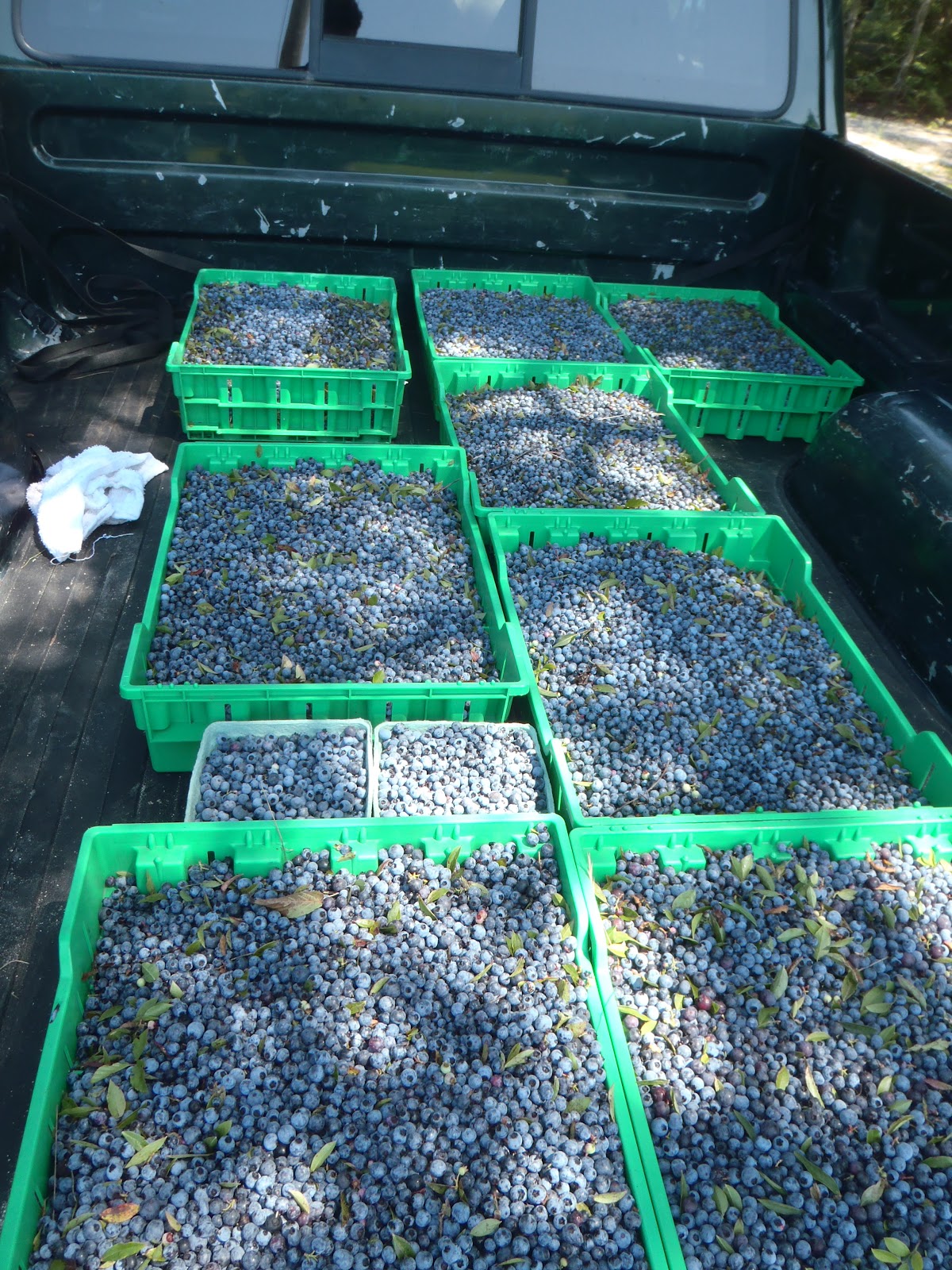 Have You Ever Picked A Carrot?: Rhizome Clones: The proliferation of a ...