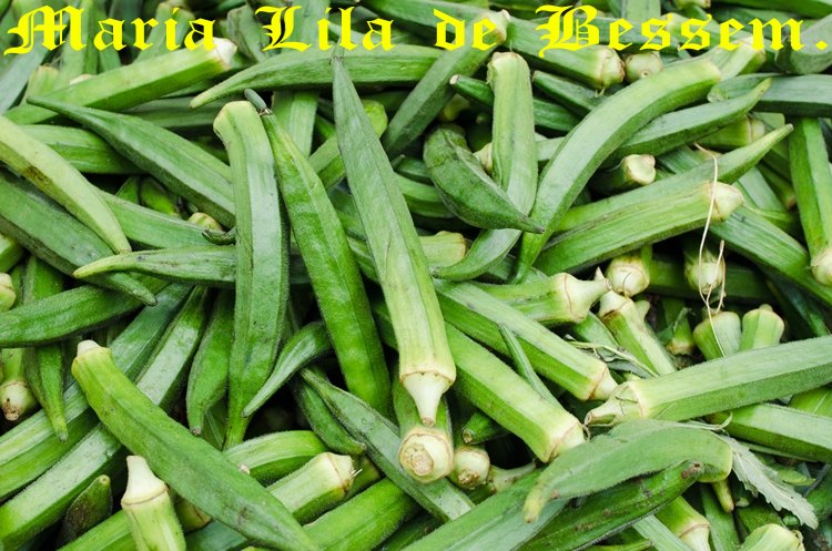 PLANTAS DO MUNDO TODO CULTIVO E CURIOSIDADES: Quiabo