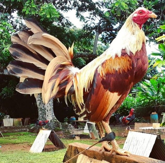Smart Cowboy : ไก่ชนเปรู - Peruvian Gamefowl
