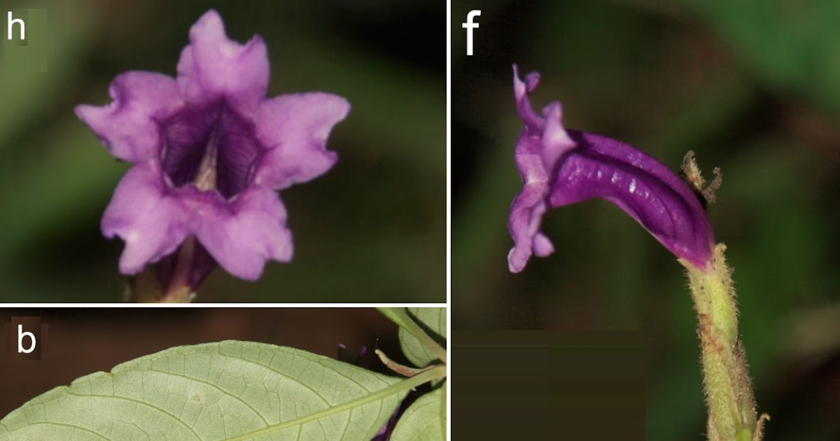Species New to Science: [Botany • 2021] Strobilanthes bolavenensis ...