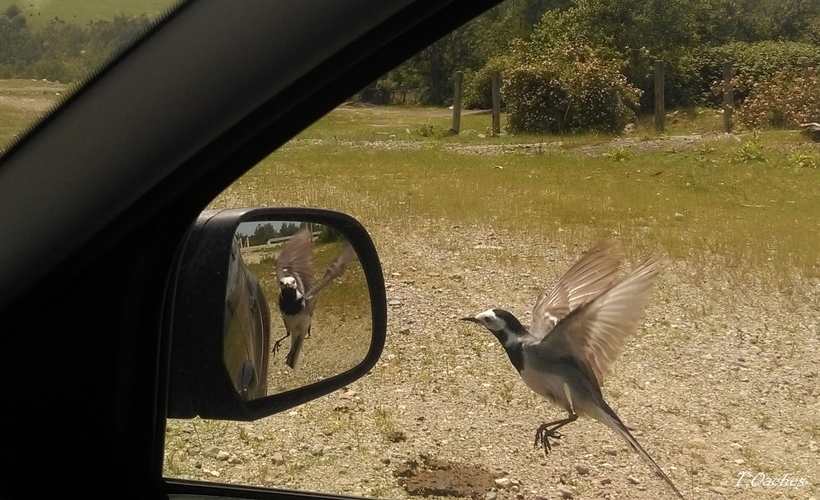PASARI DIN ROMANIA: CODOBATURA ALBA, Motacilla alba