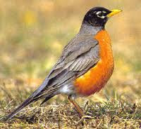 American Robins Facts And Pictures | All Wildlife Photographs