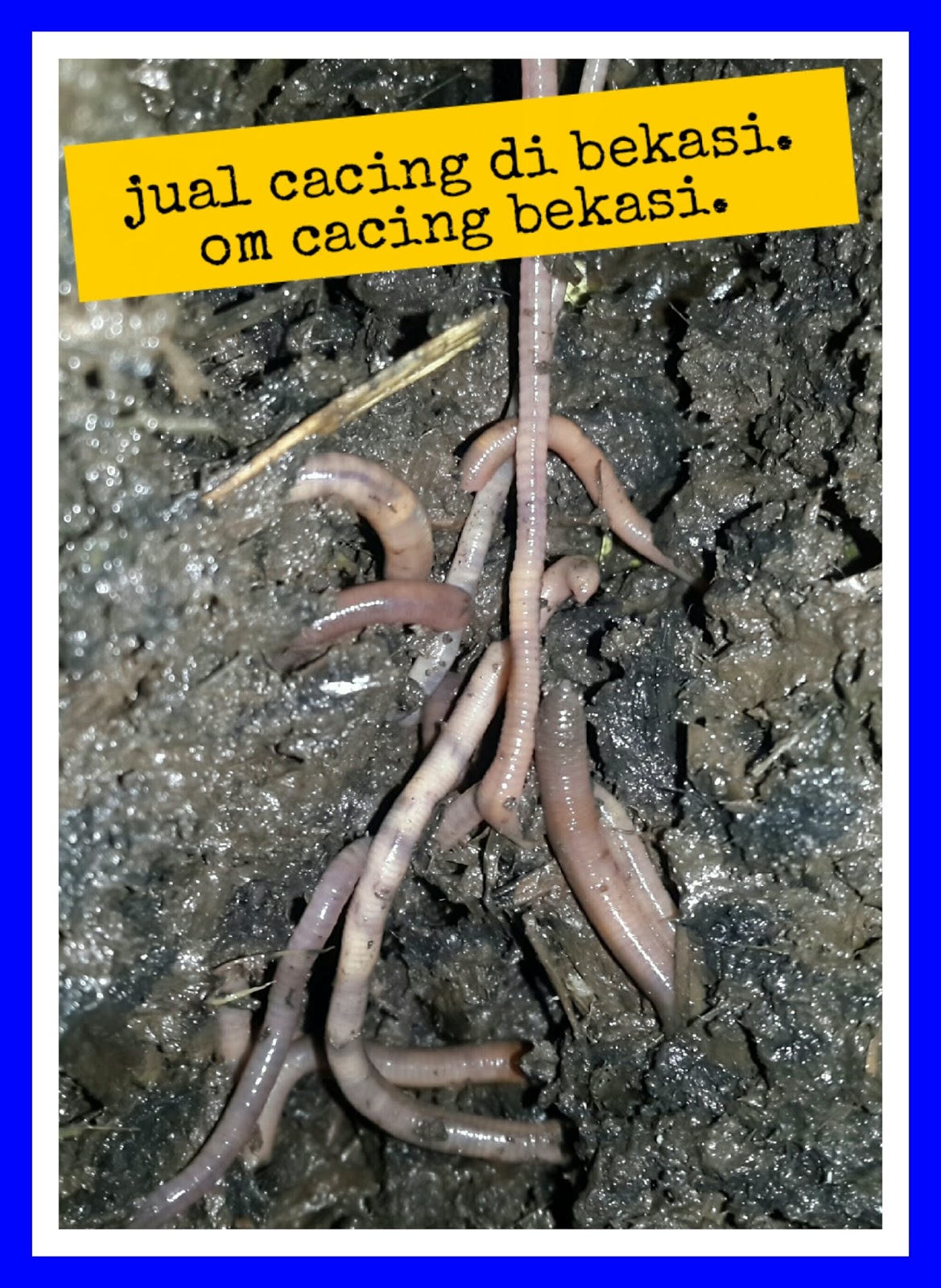 cacing tanah cacing merah cacing susu cacing kalung cacing tiger cacing ...