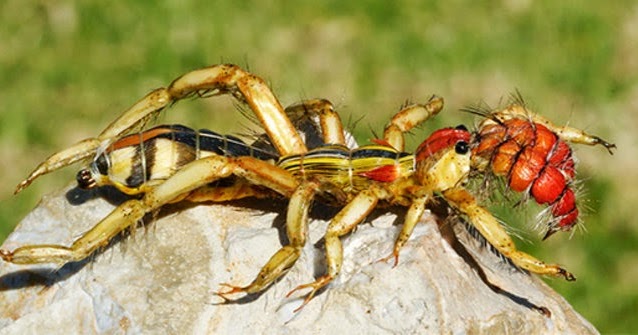 Ada Berapa Jenis Laba-laba di Dunia? | Belajar Sampai Mati