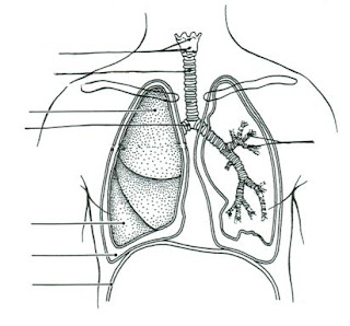 GCSE Biology Worksheets: Respiratory System Worksheet