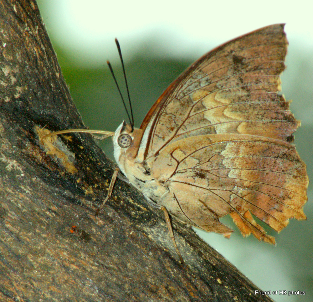 Photographic Wildlife Stories in UK/Hong Kong: Enjoying a drink----tree ...