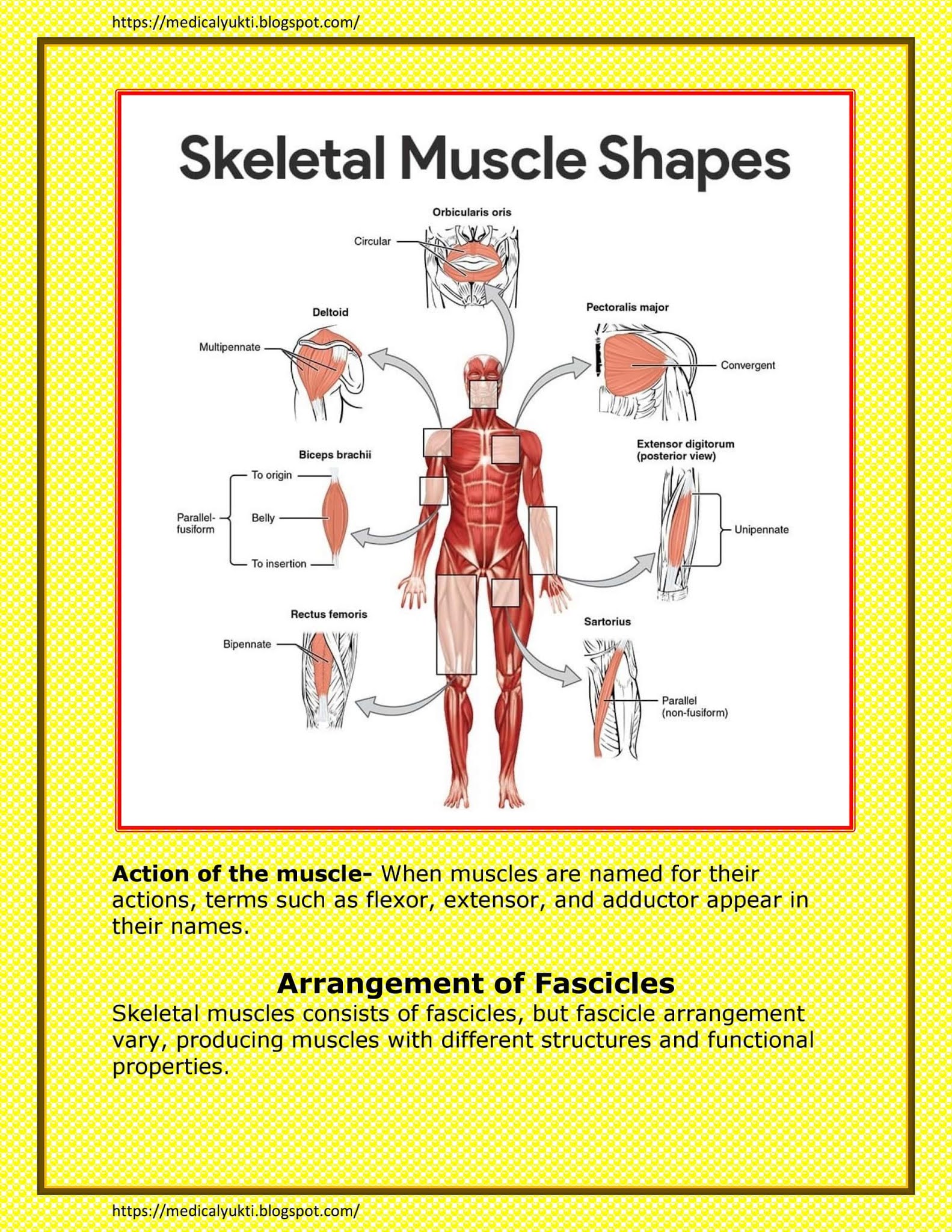 Muscular System Anatomy Physiology - Medical Yukti