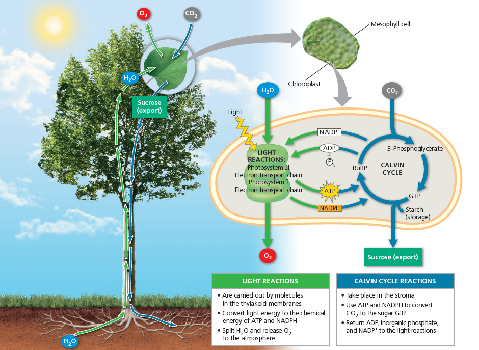Photosynthesis in Higher Plants