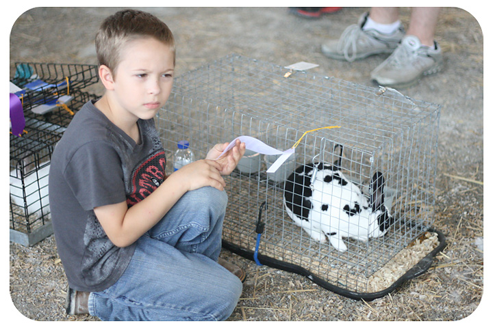 How To Build a Transport Cage for Show Rabbits | Bull Rock Barn and Home