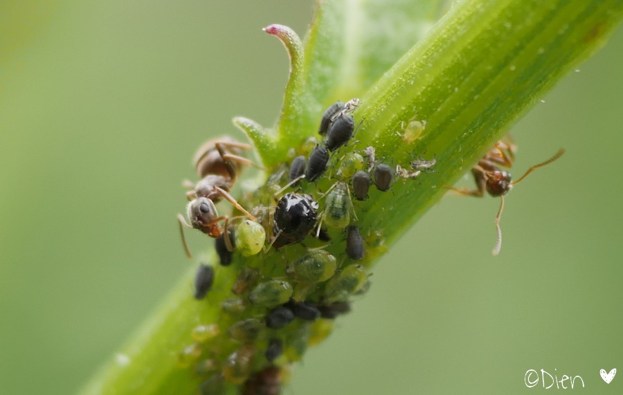 klaproos: 17.06. Héél bijzonder