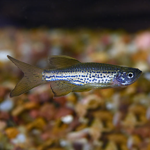 Dwarf Spotted Danio Fish Habitat - fish-hobbyist