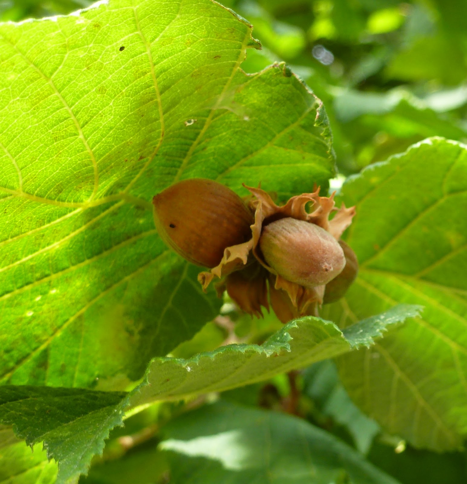 Árboles con alma: Avellano. Avellàner. (Corylus avellano)