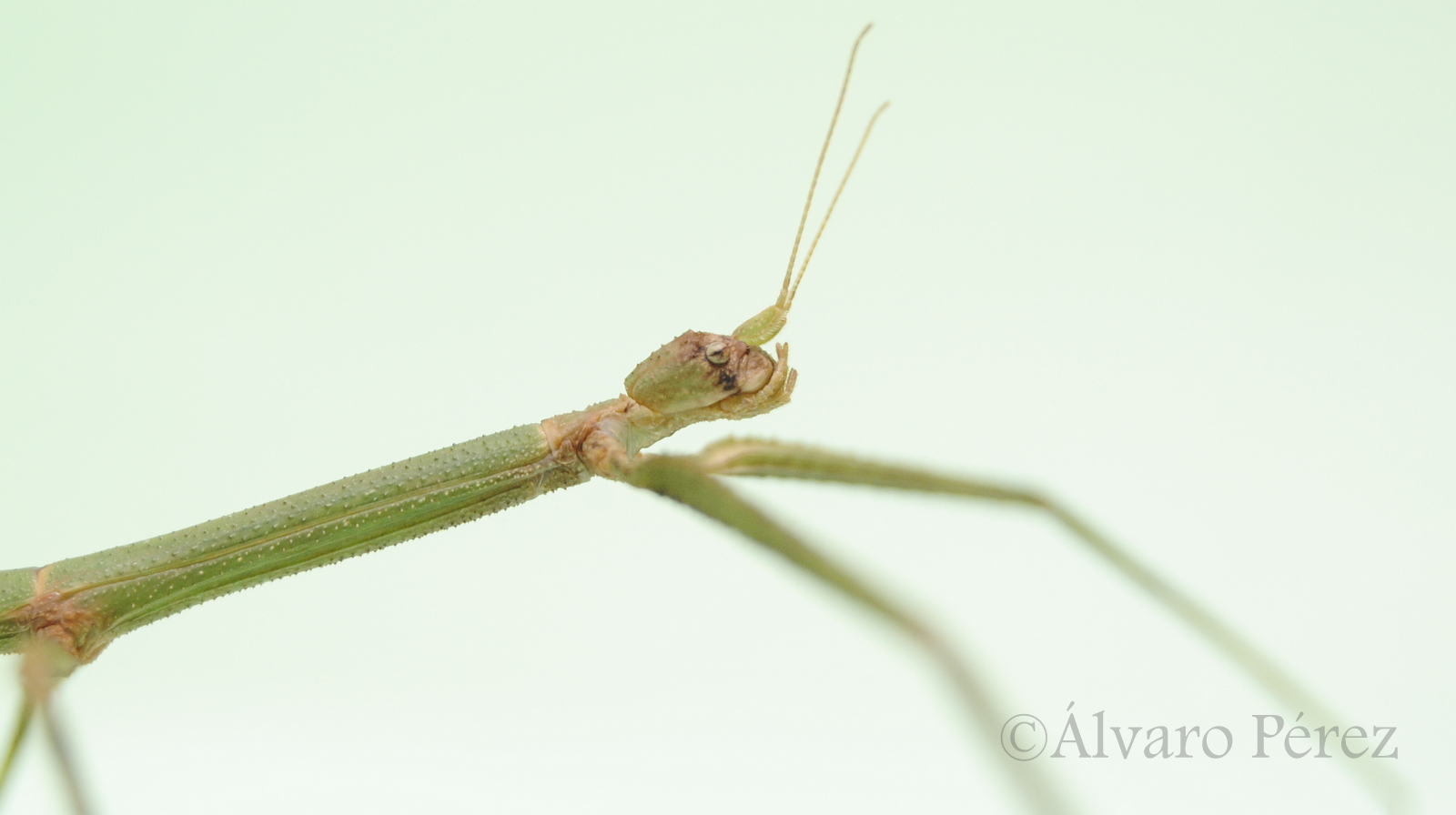 CLONOPSIS: Ramulus artemis
