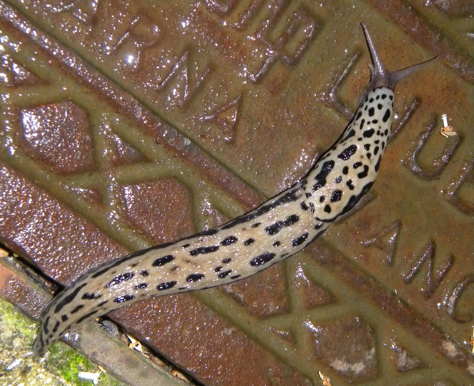 Springfield Plateau: Leopard Slug