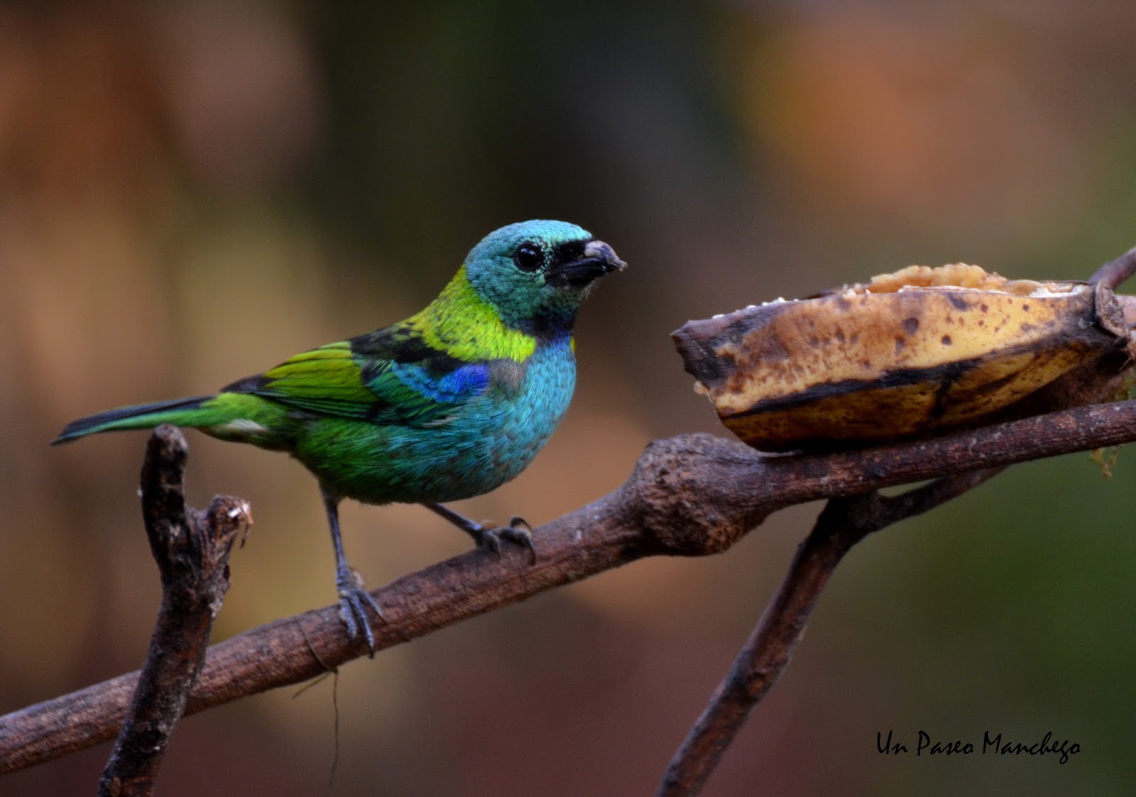 Un Paseo Manchego: Tangará arcoíris; Tangara seledon.