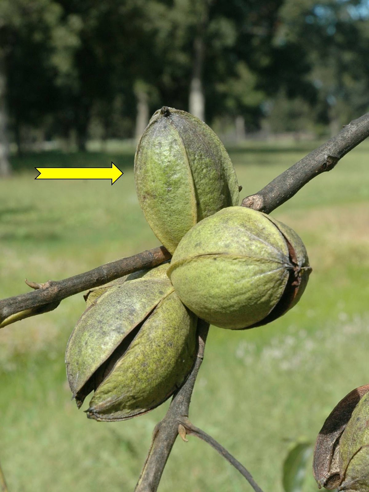Northern Pecans: That one pecan that doesn't open
