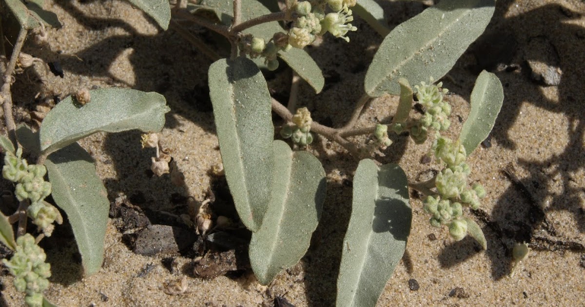 Variety of Life: Croton