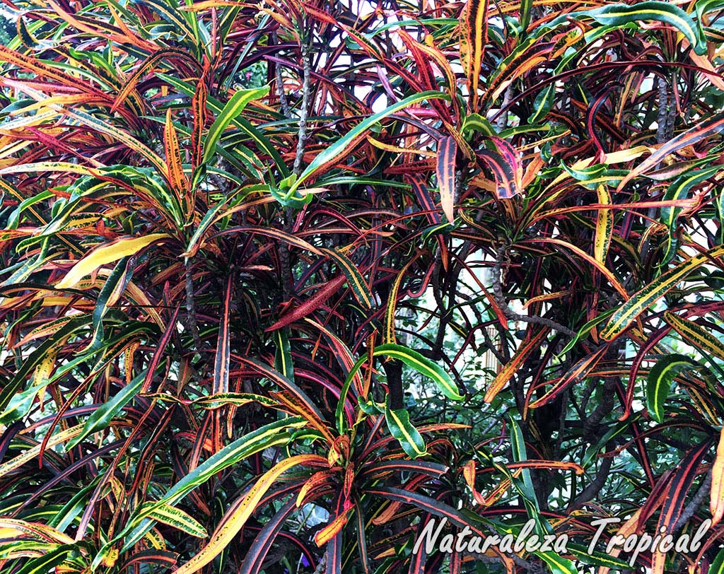 Naturaleza Tropical: Información detallada y consejos para el cultivo ...