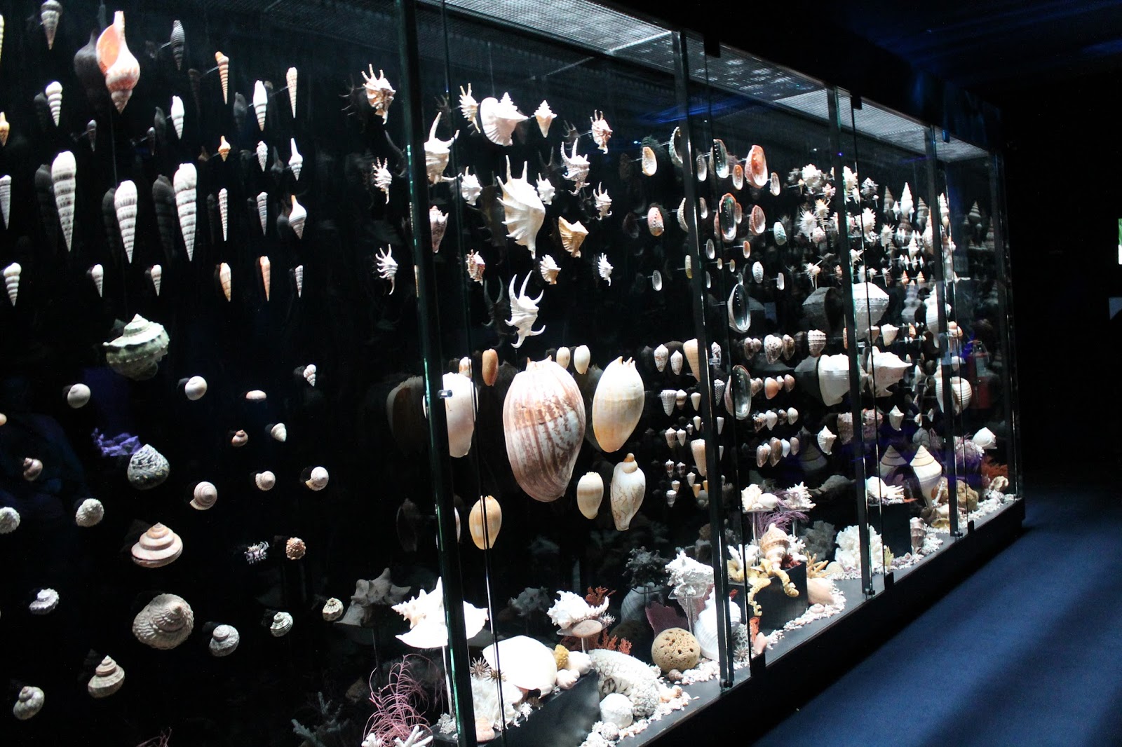 The Missouri Mom: Johnny Morris’ Wonders of Wildlife National Museum ...