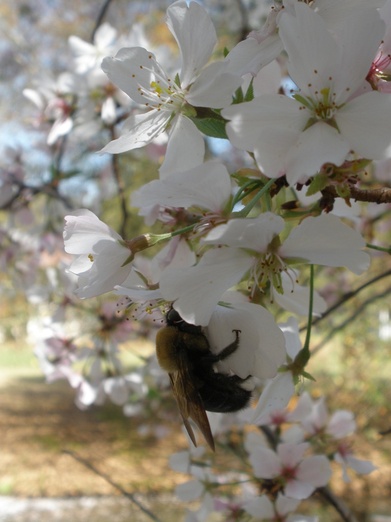 MARIETTE'S BACK TO BASICS: {Our Japanese Somei Yoshino Cherry in Bloom ...