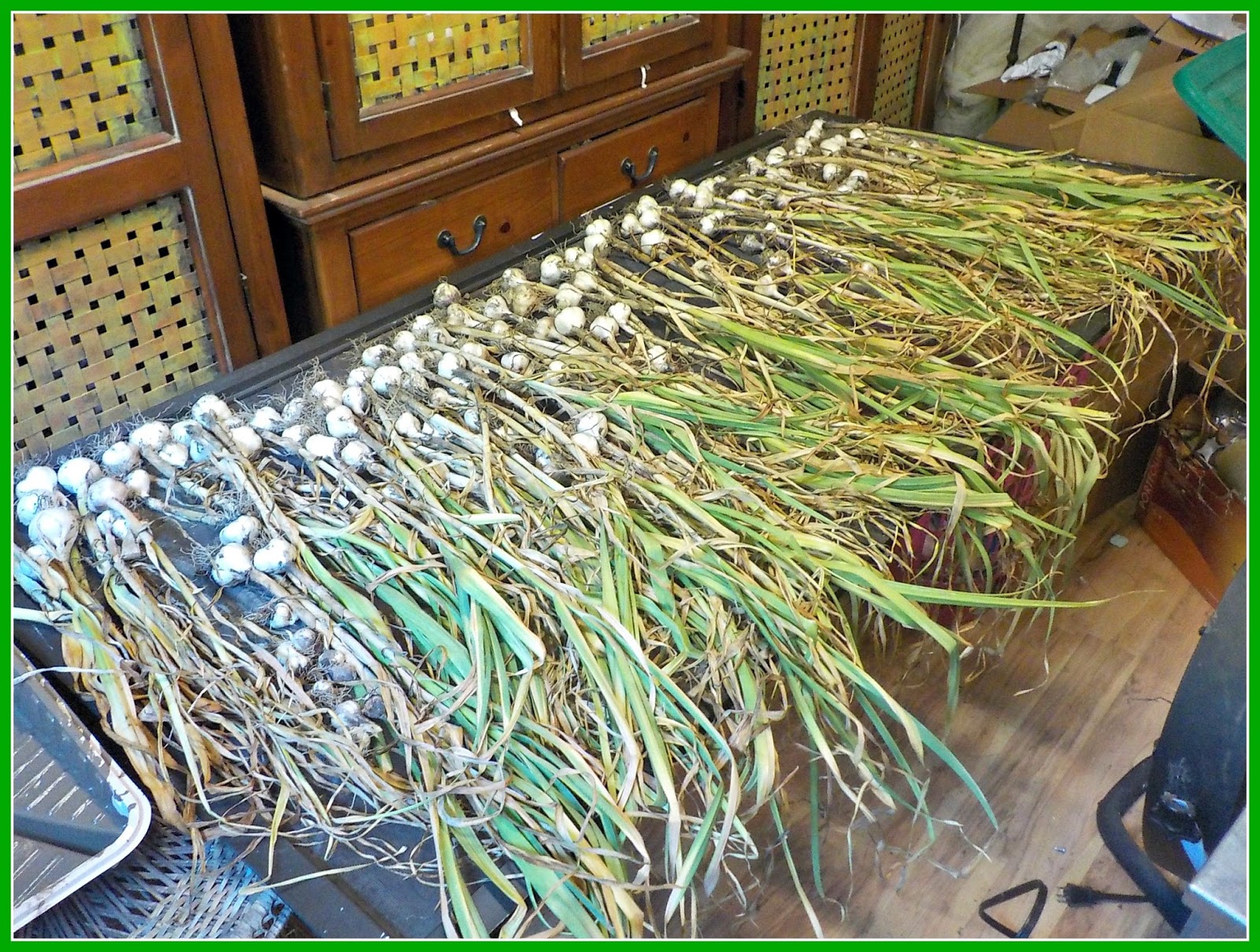 Healing Woman: GARLIC QUEEN HARVEST!