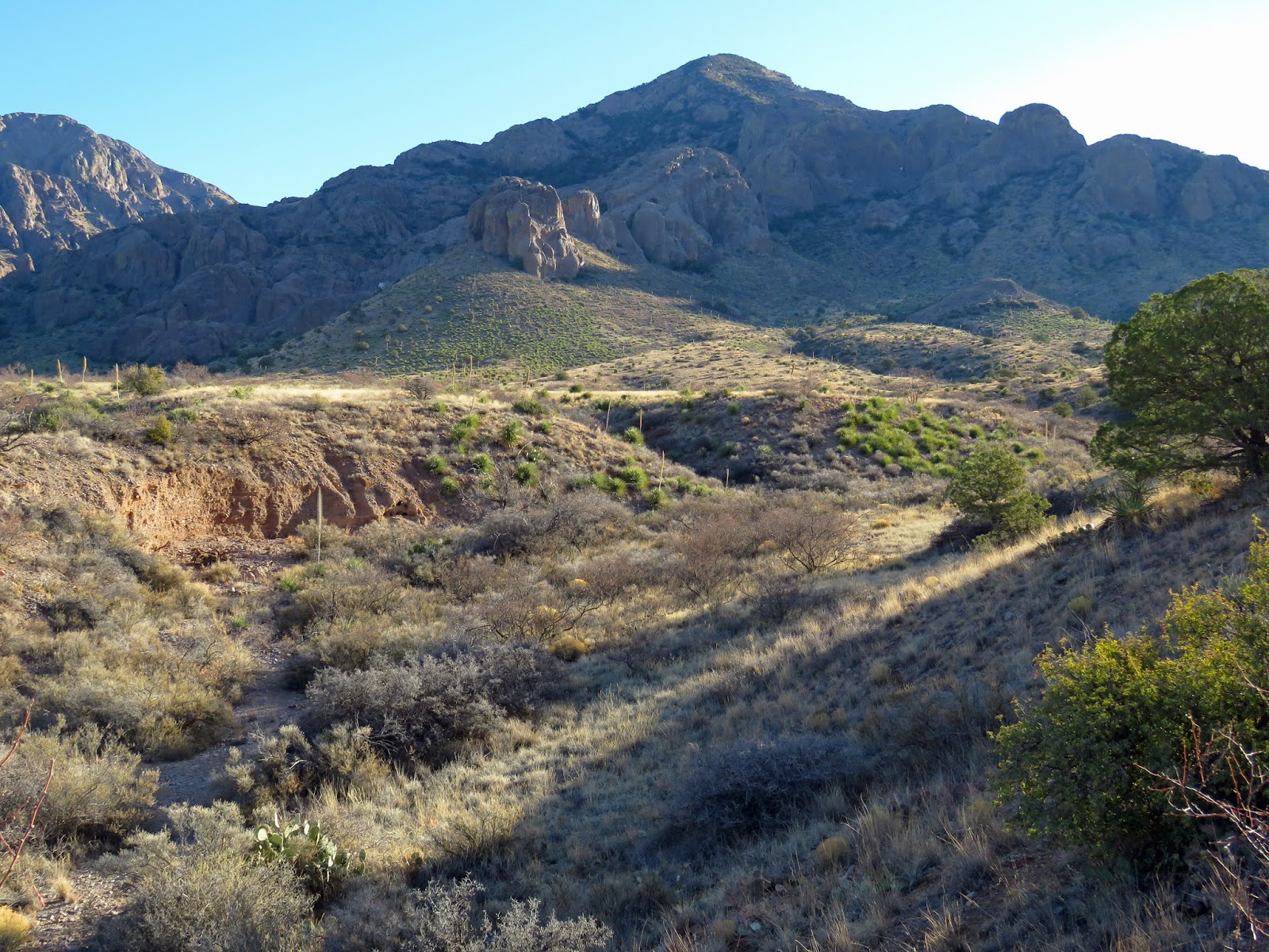 Desert Packrat: Bar Canyon Loop