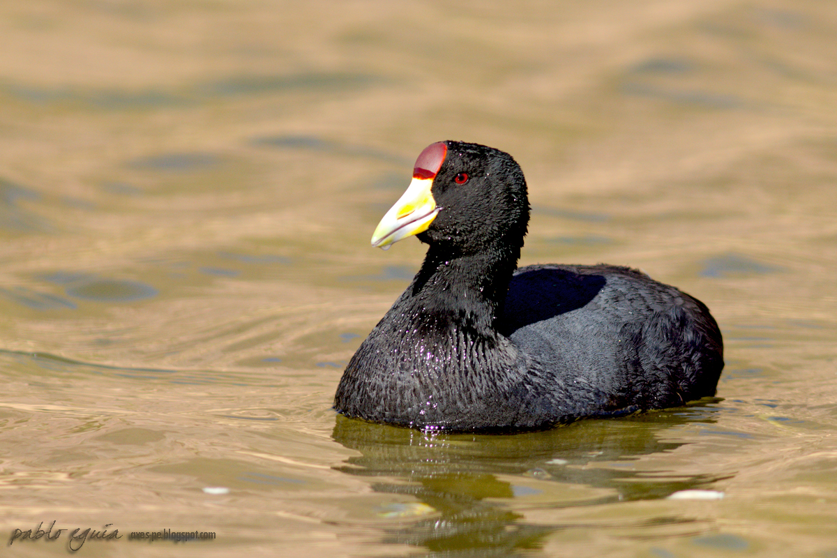 mis fotos de aves: Fulica ardesiaca Gallareta Andina Andean Coot