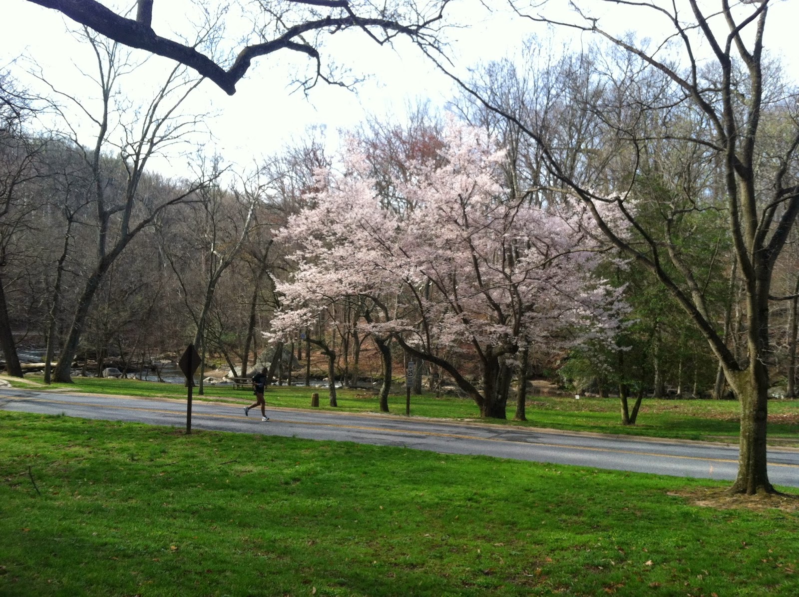 Washington DC Trees: The Scarlet Oak...in all her glory
