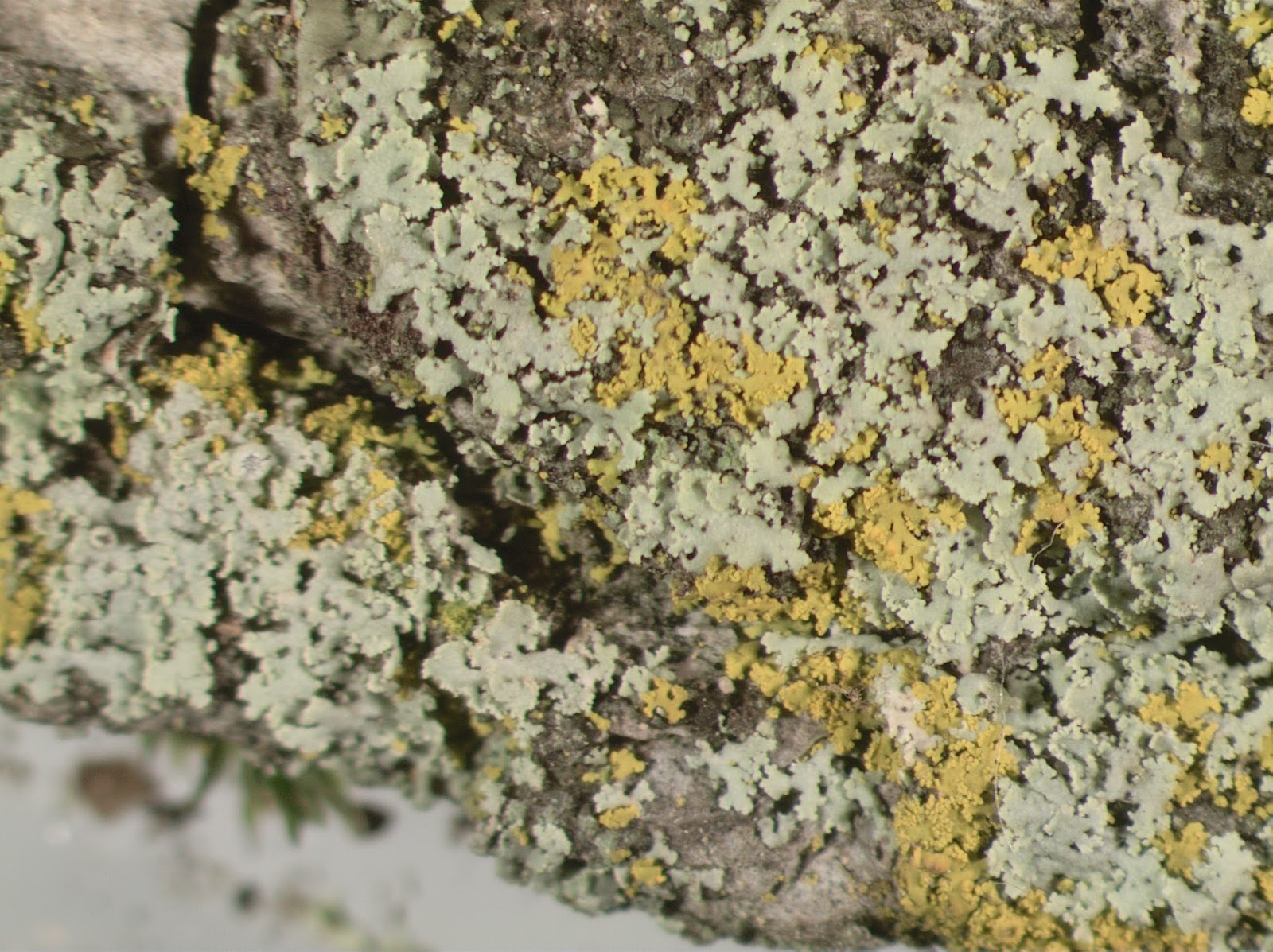 Non-Vascular Plants 2015-16: Specimen #10 Powdery Gold Speck Lichen