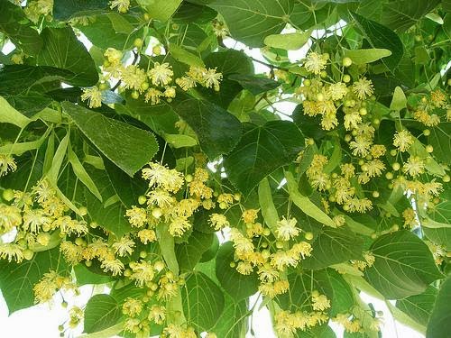 Trementinaires y herbes remeieres: til.er tilo