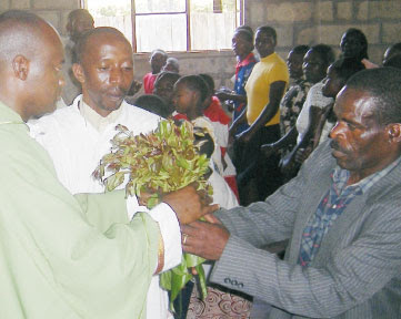 WORLD NEWS: A Miraa plant