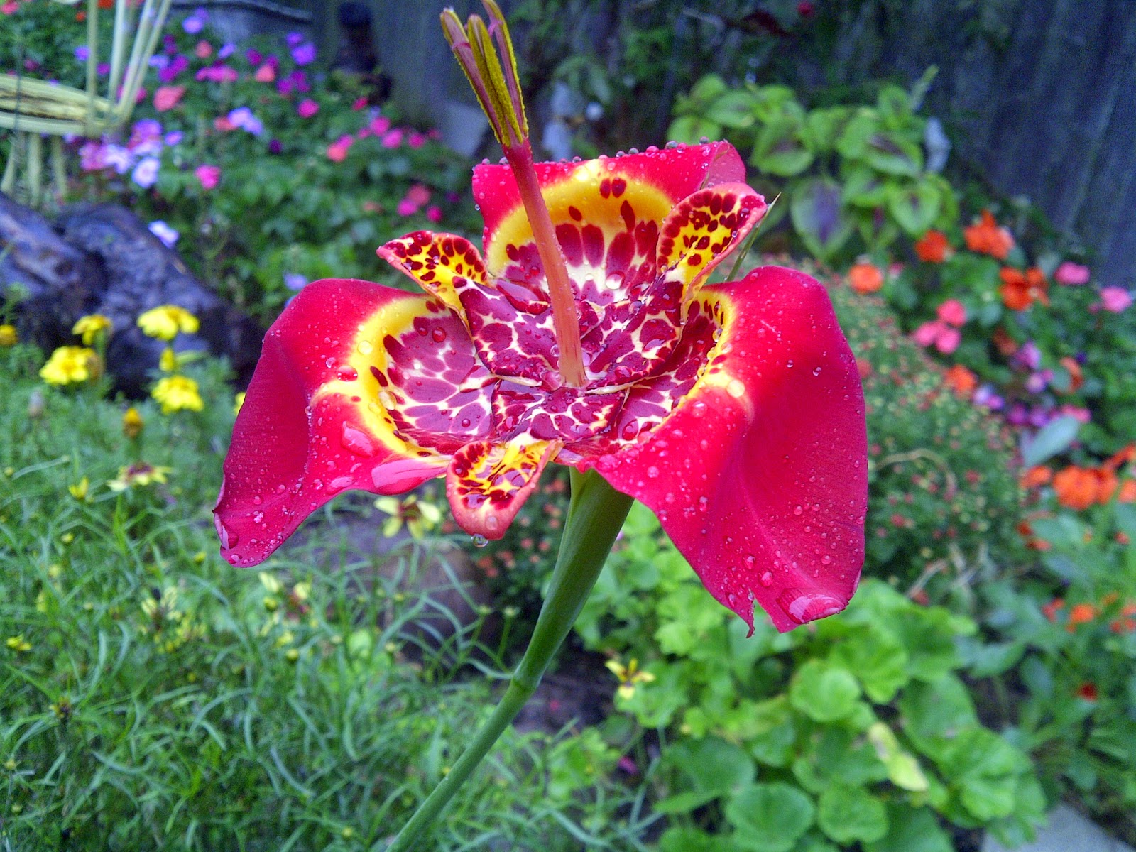 Flower Homes: Tigridia Flowers