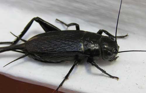 INFOMETEOLOSBARRIOS: EL GRILLO, UN TERMÓMETRO NATURAL.