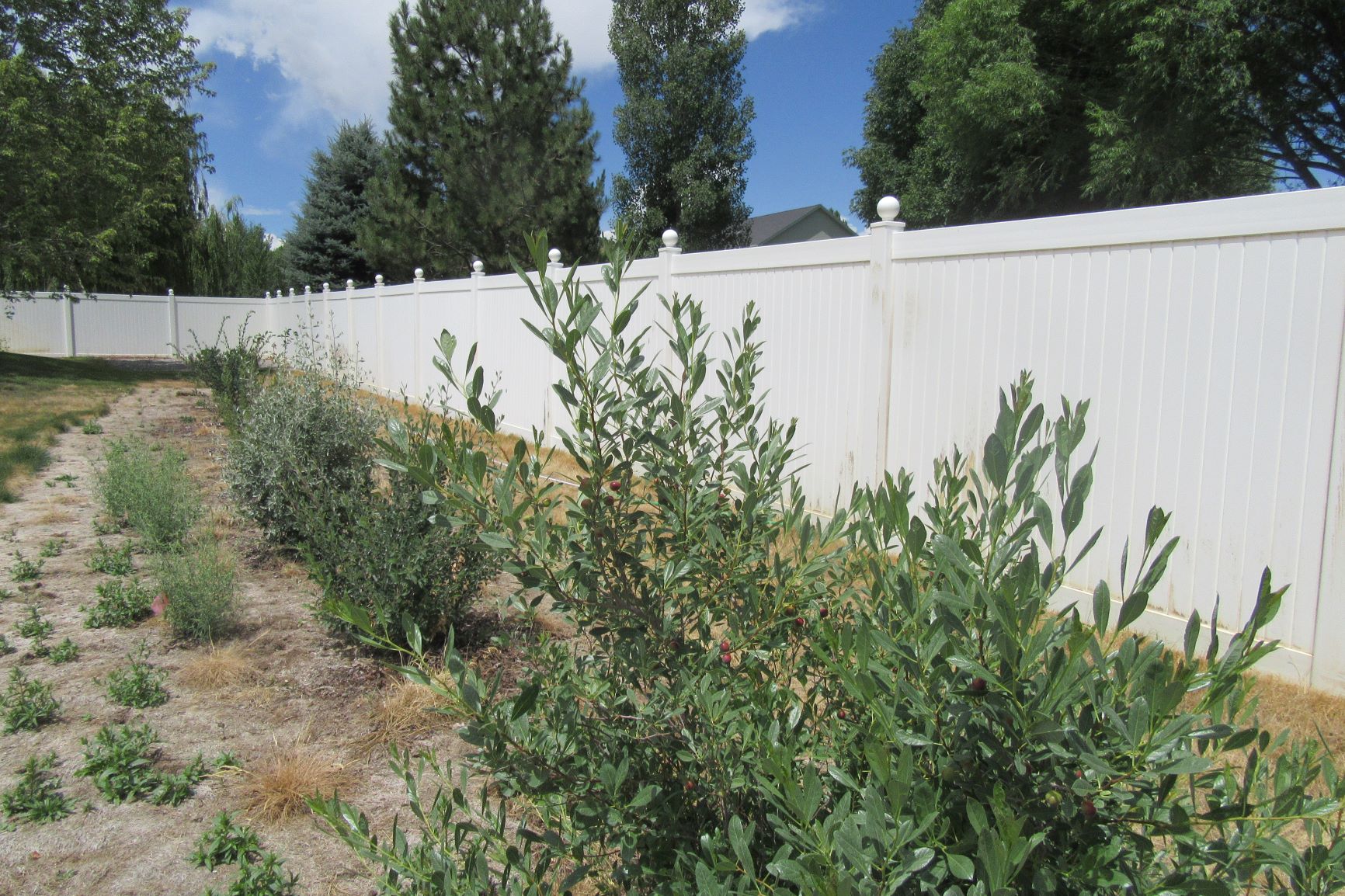 Mother Nature's Montrose Garden: Plant of the Month (July) : Western ...