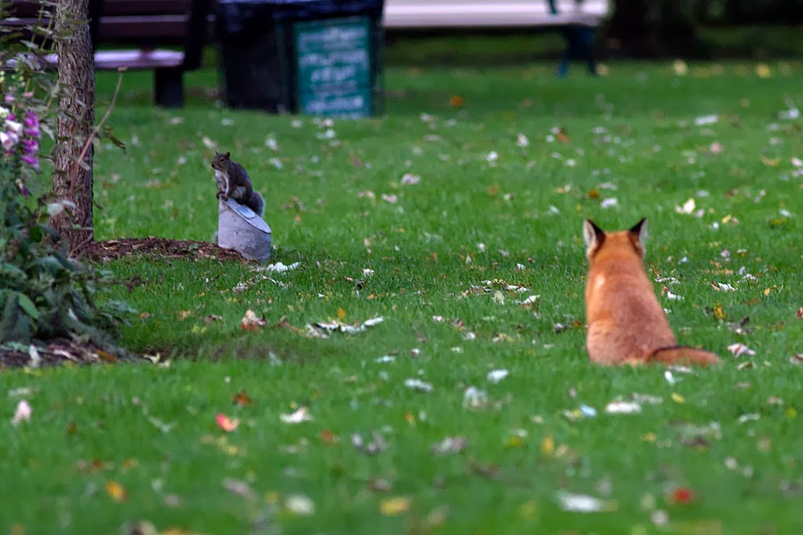 Ann Brokelman Photography: Fox chasing supper a squirrel Oct 2013