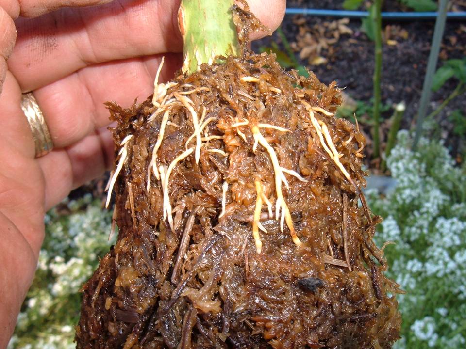 The Minnesota Rose Gardener: Propagating Roses by Air Layering- North ...